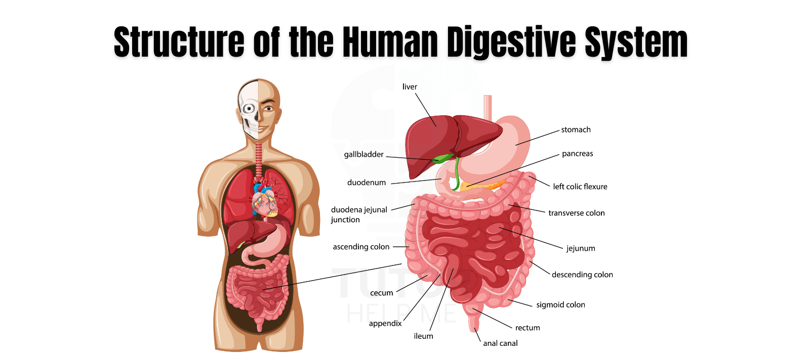 Human Digestive System – Structure, Functions and Issues
