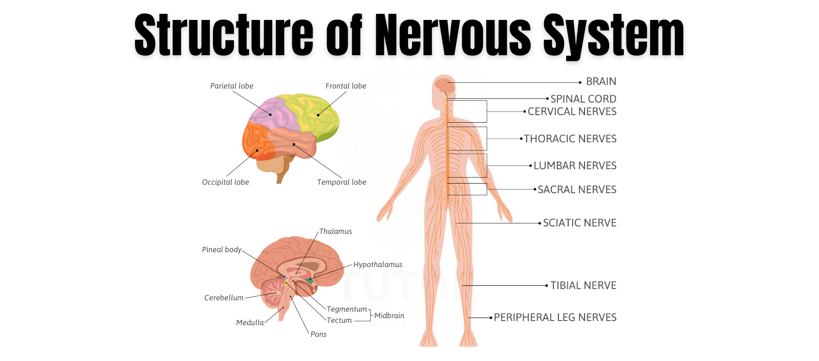 The Nervous System: Function and Disorders - Tutorhelpme