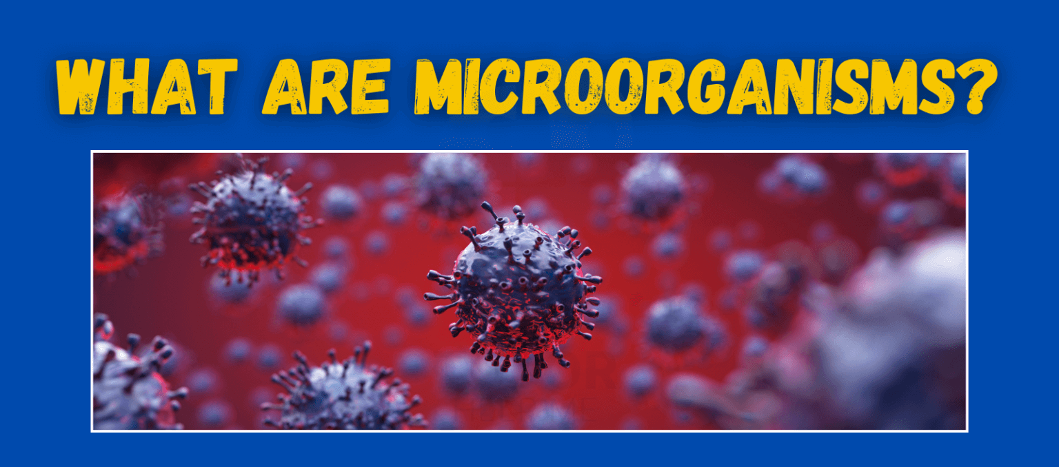 Microorganisms: characteristics and types of microorganisms