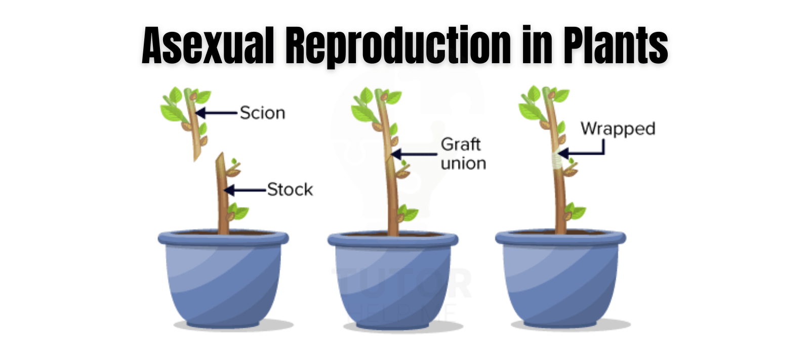 Plant Reproduction | Sexual and Asexual reproduction Methods
